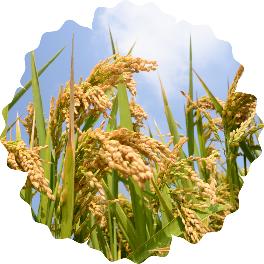 About Us – mahalaxmiriceandfoodindustry.com